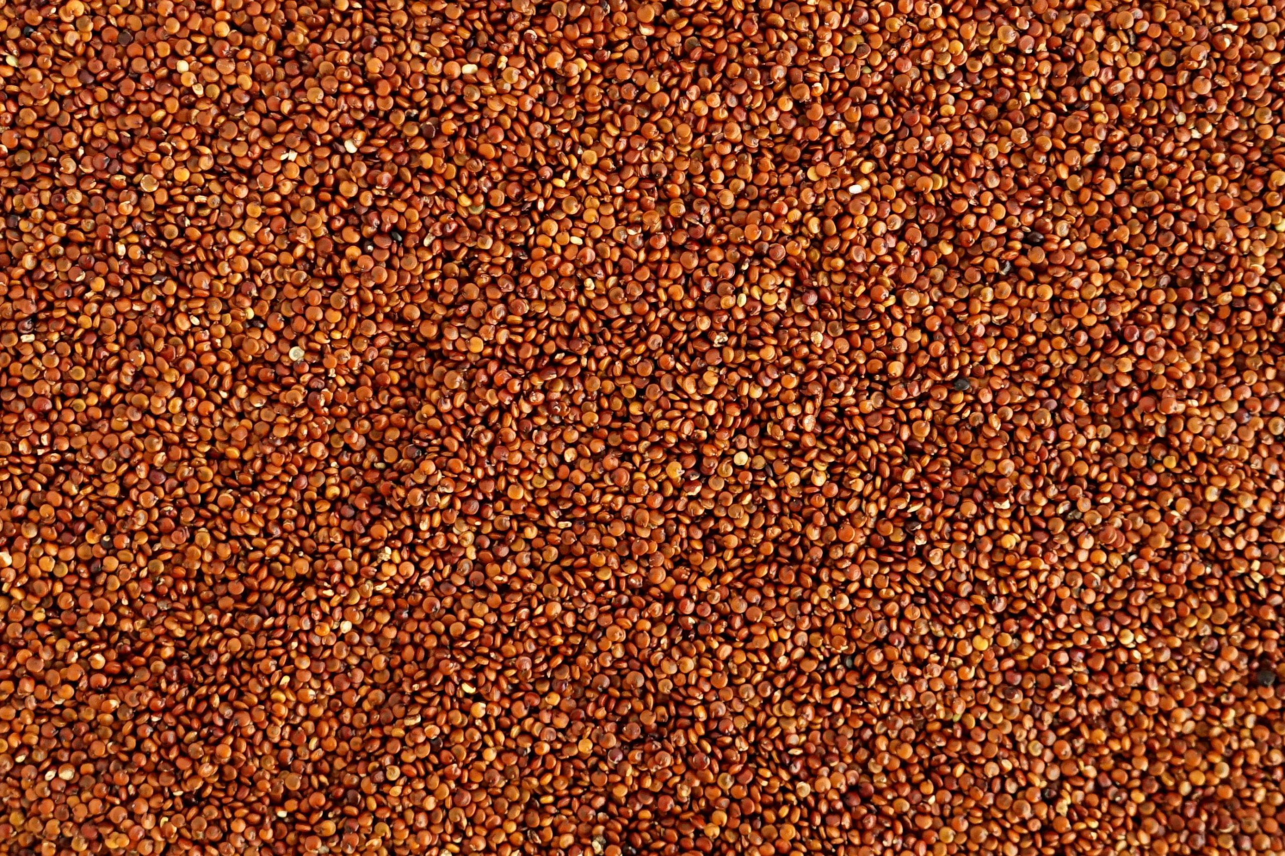 Peruvian Red Quinoa - The British Quinoa Company